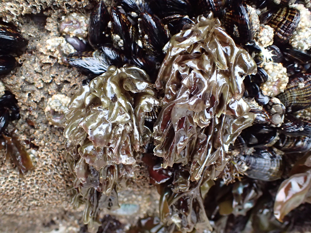 (Porphyra perforata) - Botanical Realm