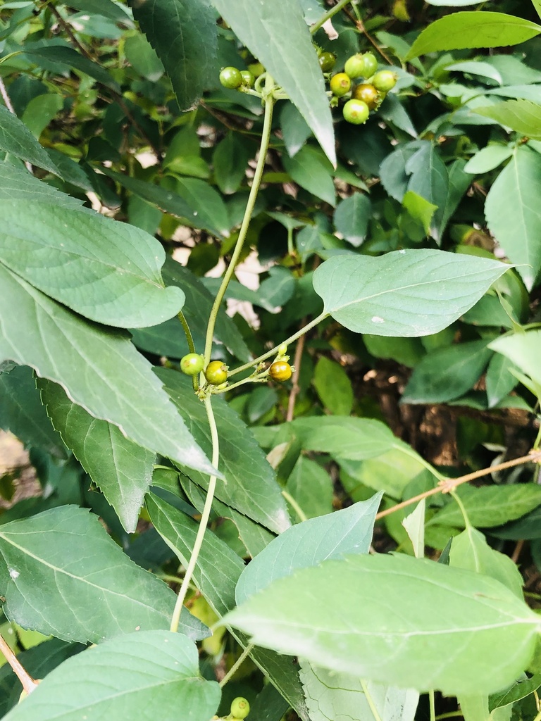 skunk vine from 香山, 北京市, CN on October 7, 2023 at 03:26 PM by Shujie ...