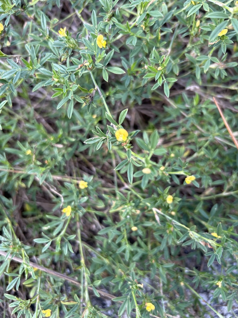 Caribbean Stylo from Garnet Rd, Miramar, FL, US on November 20, 2023 at ...