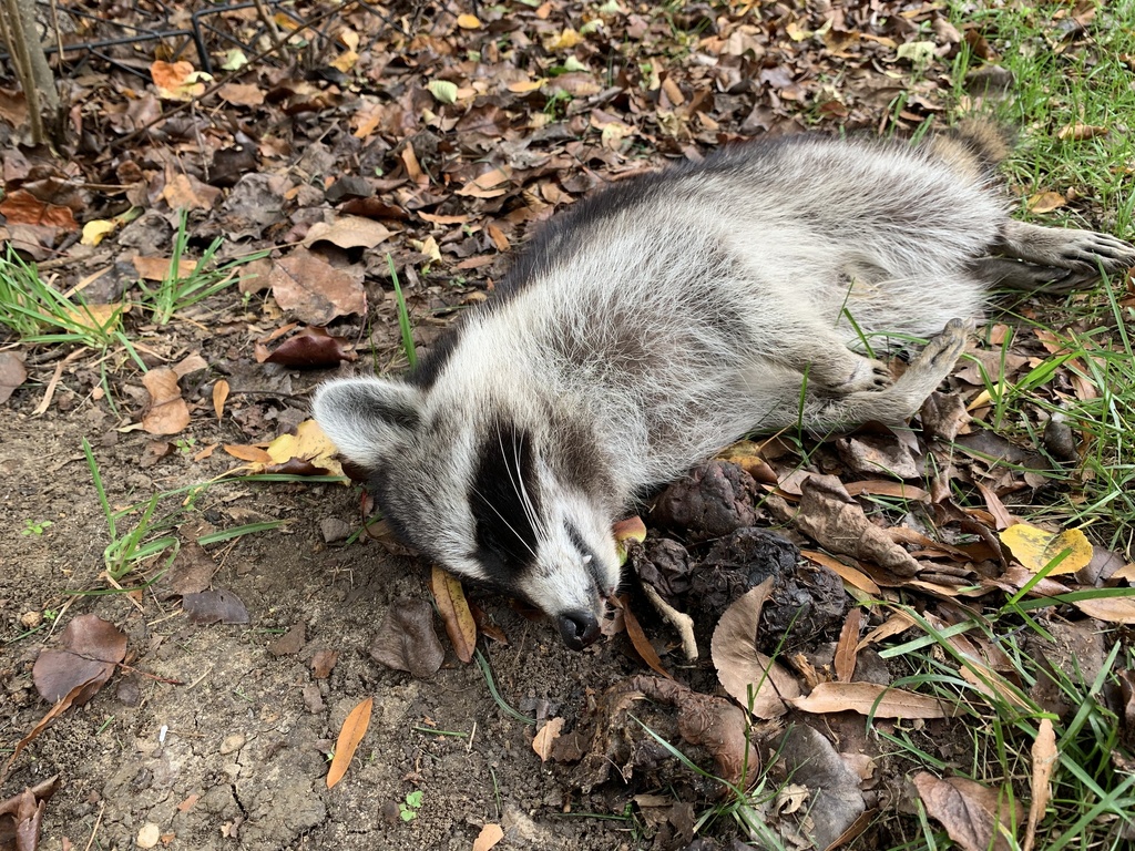 Common Raccoon from Fair Oaks Dr, Fort Mill, SC, US on November 25 ...