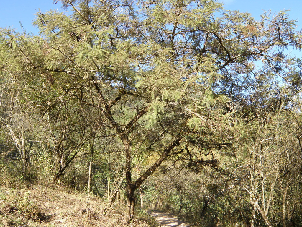 fern-leaf acacia from Arroyo Seco, Querétaro, Mexique on March 6, 2013 ...