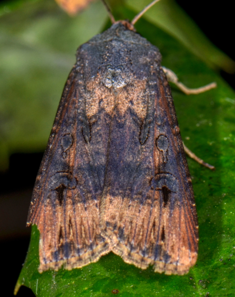 Ipsilon Dart Moth from Bill's backyard, Lewes, DE on November 16, 2023 ...