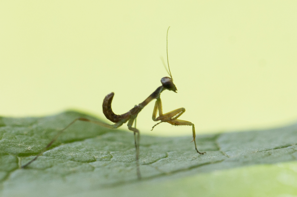 Argentine White-crested Mantis from Camobi, Santa Maria - RS, Brasil on ...