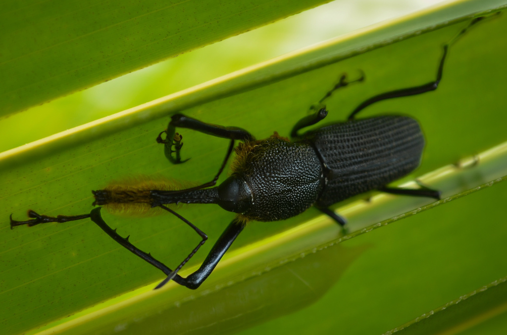 Bearded Weevil from Sendero Drake, Osa, Puntarenas, CR on November 18 ...