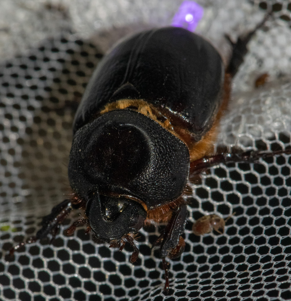 African Rhinoceros Beetle from District de Chama, Zambie on July 16 ...