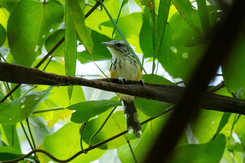 Striated Antbird (Drymophila devillei) · iNaturalist