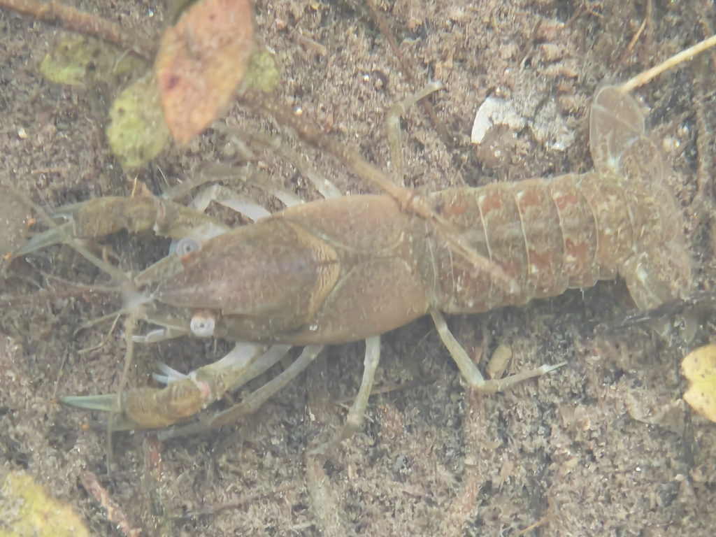 Procambarus regiomontanus from 65900 N.L., México on November 19, 2023 ...