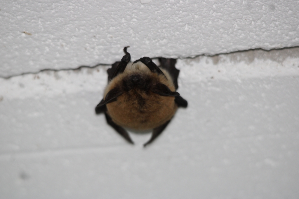 Western Small-footed Myotis from 67856 N.L., México on November 18 ...