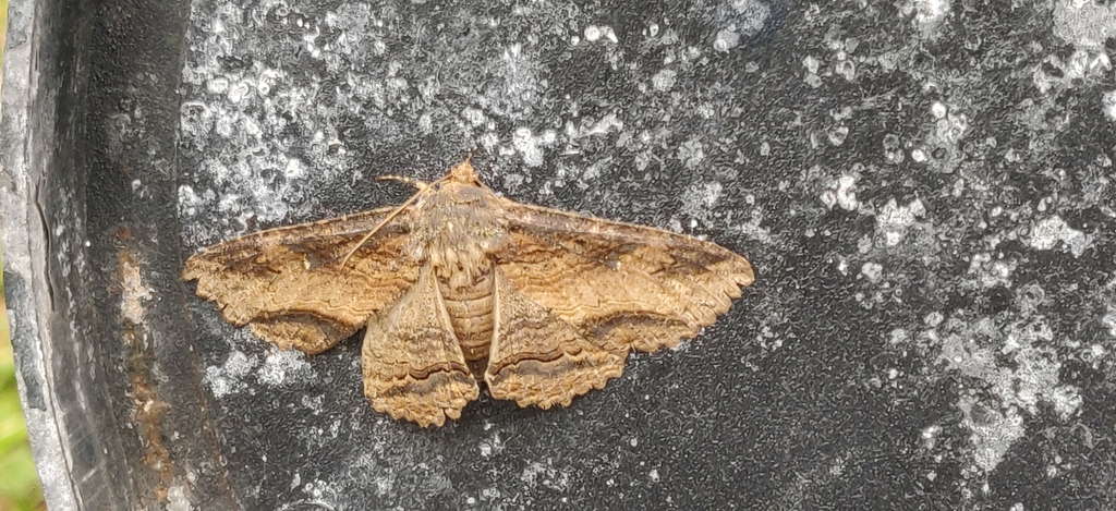 Lunate Zale Moth from Morman Road on June 23, 2023 at 02:21 PM by Rusty ...