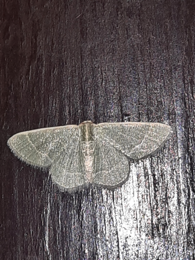 Emerald Moths from Tiruvannamalai, IN-AP, IN on November 20, 2023 at 10 ...