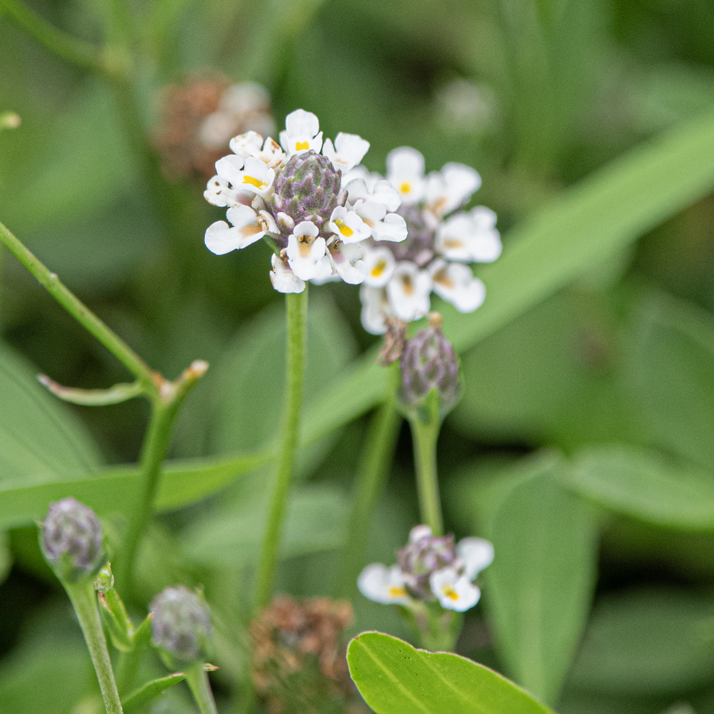 turkey tangle frogfruit from Rincon del Socorro, Corrientes Province ...