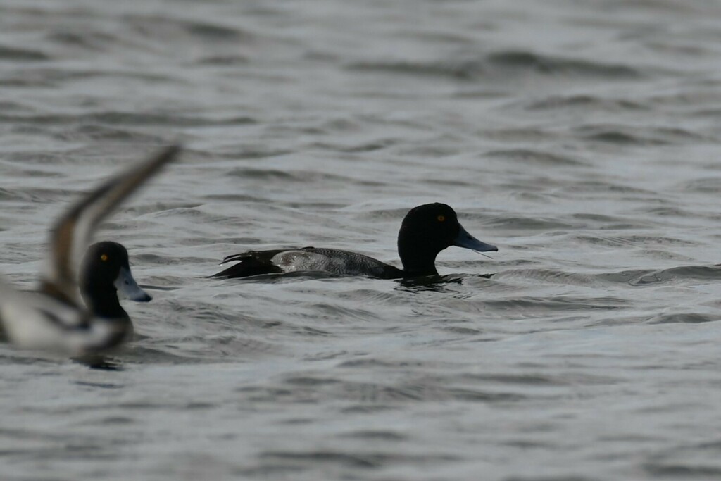 Greater Scaup from Corpus Christi, TX, USA on November 18, 2023 at 09: ...