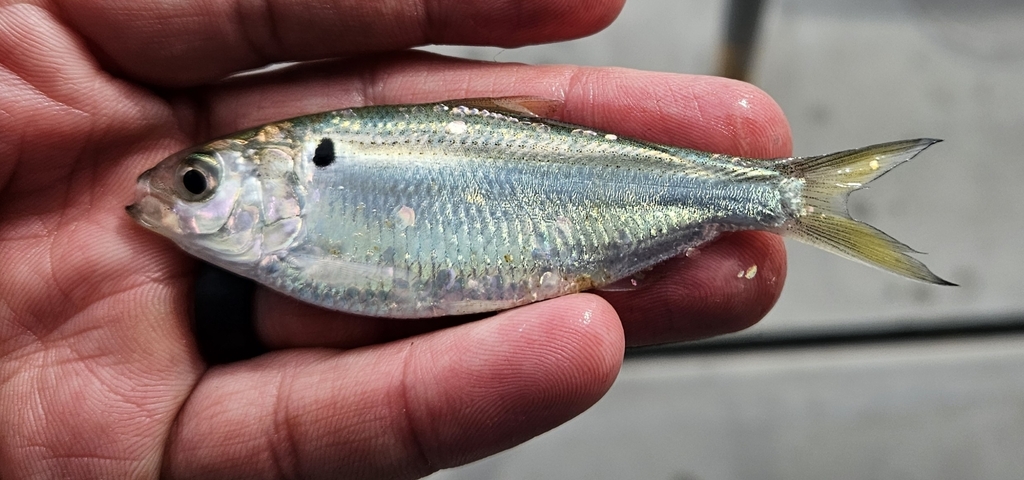 Threadfin Shad from Anne Arundel County, MD, USA on November 20, 2023 ...