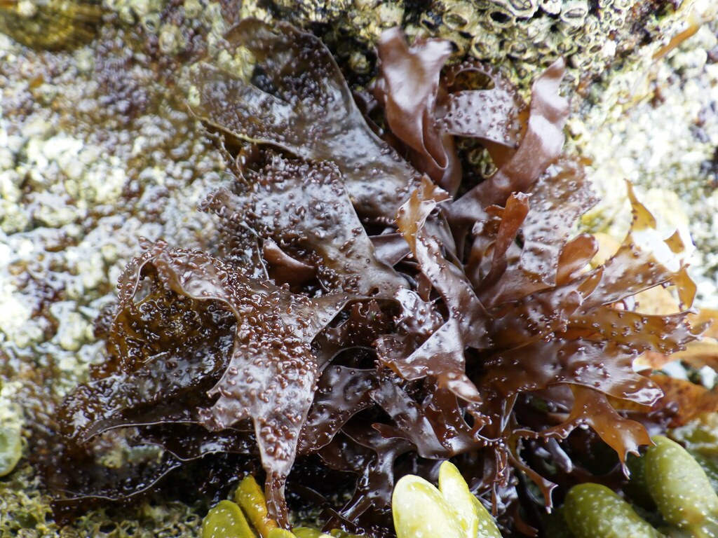 Mastocarpus stellatus (rocky shore Mariana) · iNaturalist