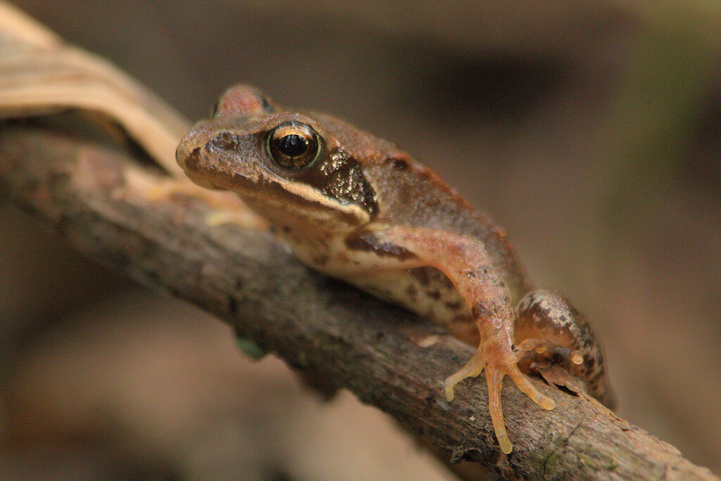 European Common Frog from 50400 Saint-Planchers, France on August 26 ...