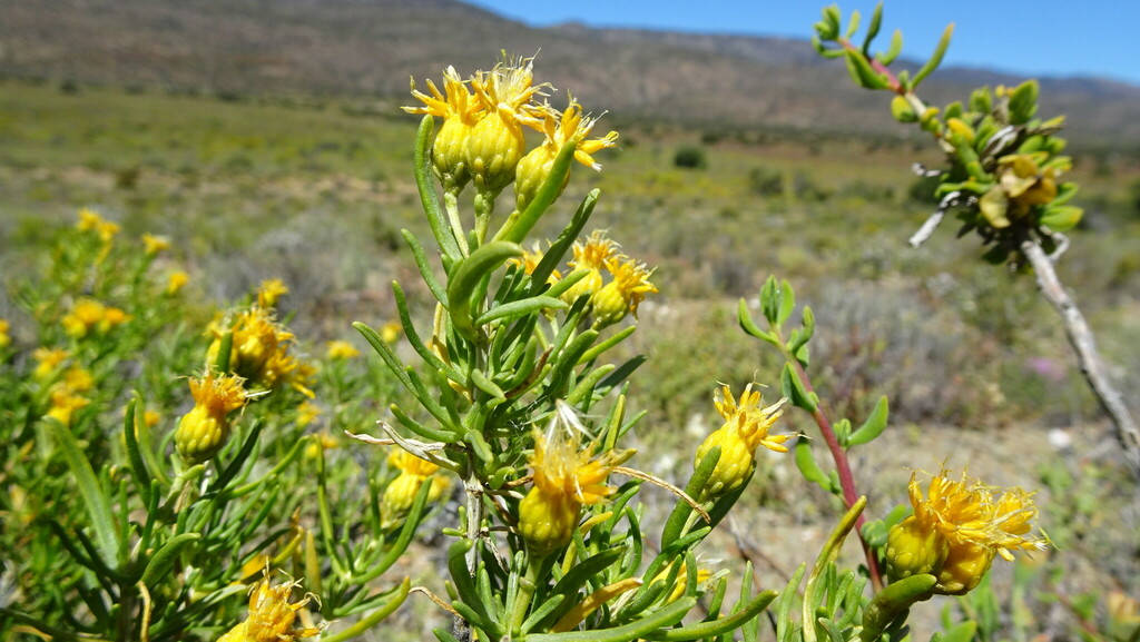 Pale Gumbush from Cape Winelands District Municipality, South Africa on ...