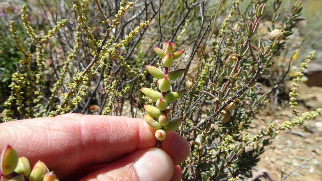 Crassula subaphylla subaphylla from Cape Winelands District ...