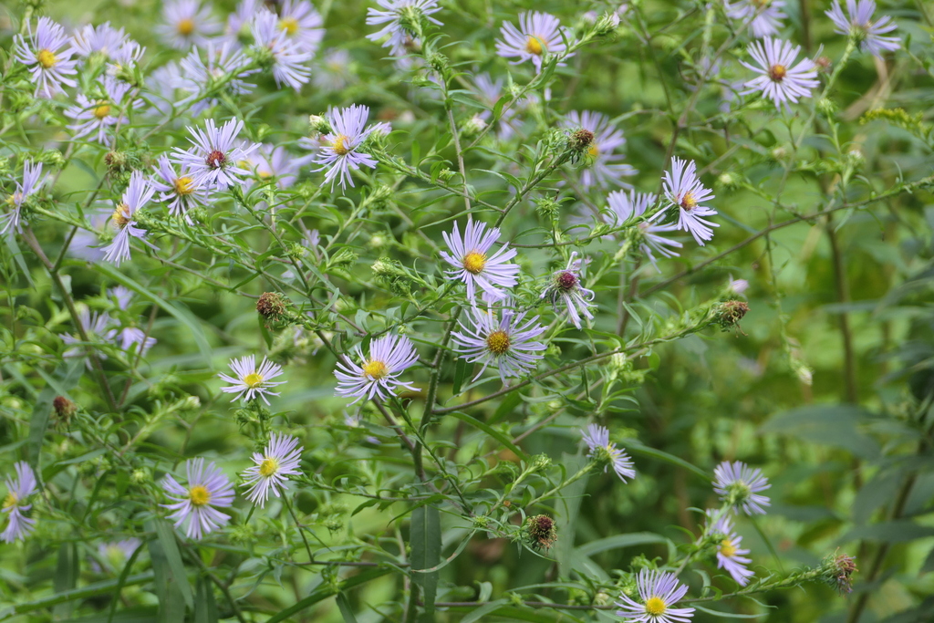 swamp aster from Hallowell, ME, USA on September 3, 2023 at 03:47 PM by ...
