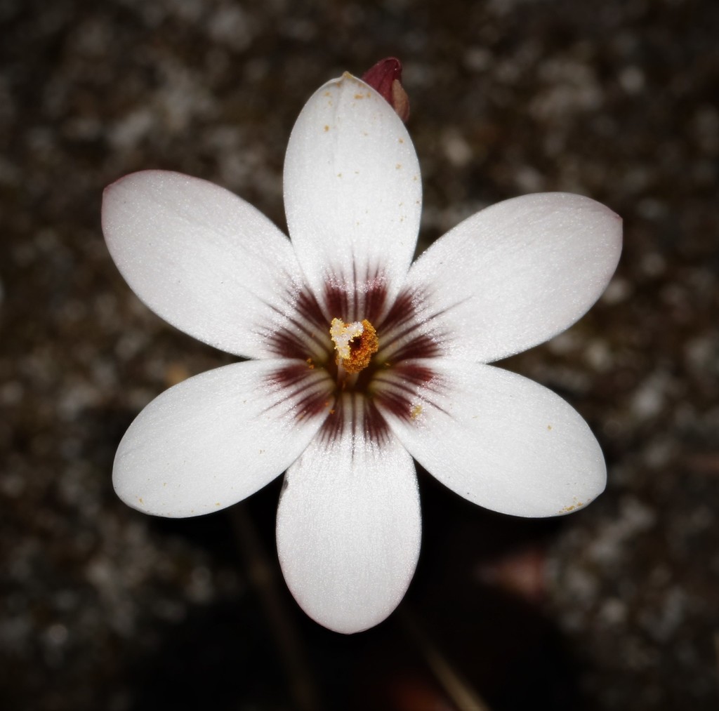 Pink Satin-flower (Hawequas Scout Adventure Centre) · iNaturalist