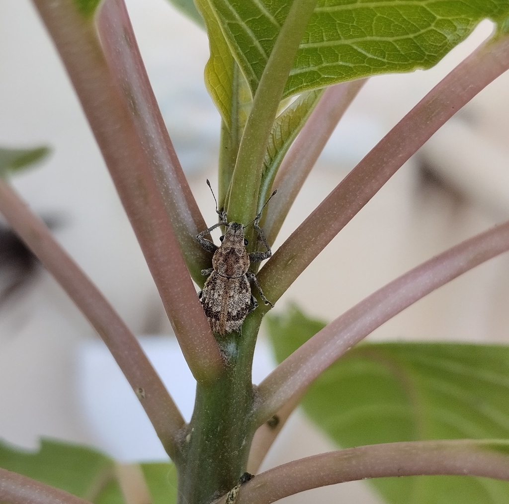 Pantomorus postfasciatus from Ruta 33 Y Casilda, Casilda, Santa Fe ...