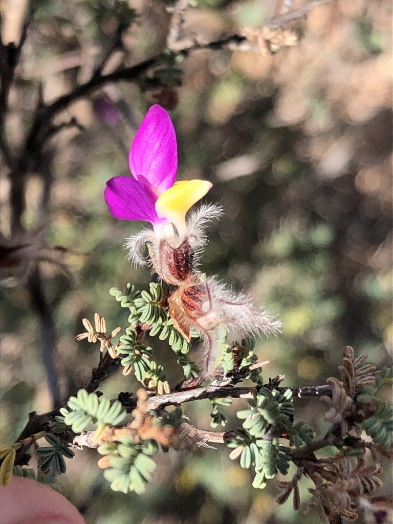 feather dalea from Borden County, US-TX, US on November 19, 2023 at 02: ...