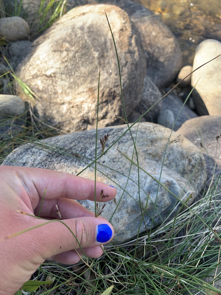 Baltic Rush from Bv River Park, Buena Vista, CO, US on August 6, 2023 at 04:16 PM by Sequoia ...