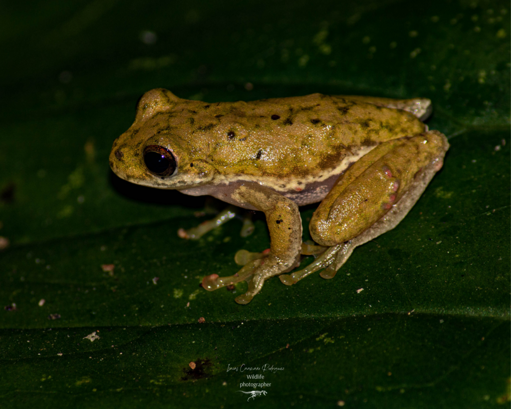 Small-eared Tree Frog from Zona Universitaria, Xalapa-Enríquez, Ver., México on November 19 ...