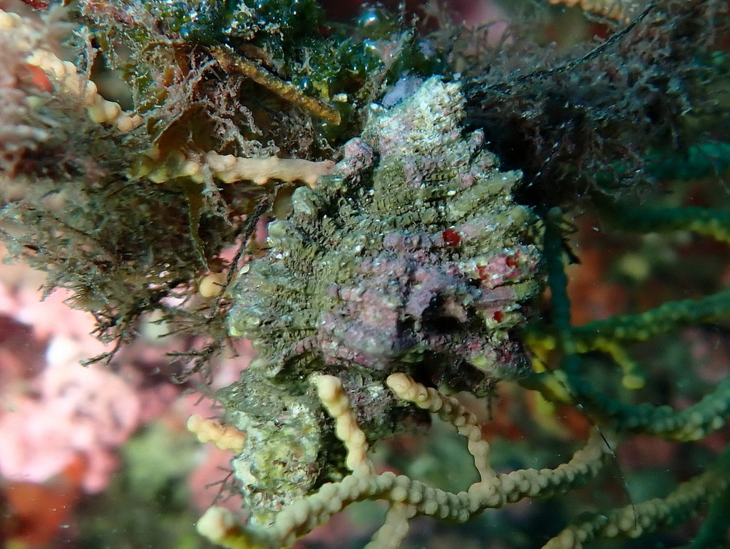 European Sting Winkle from Sausset-les-Pins, France on November 19 ...