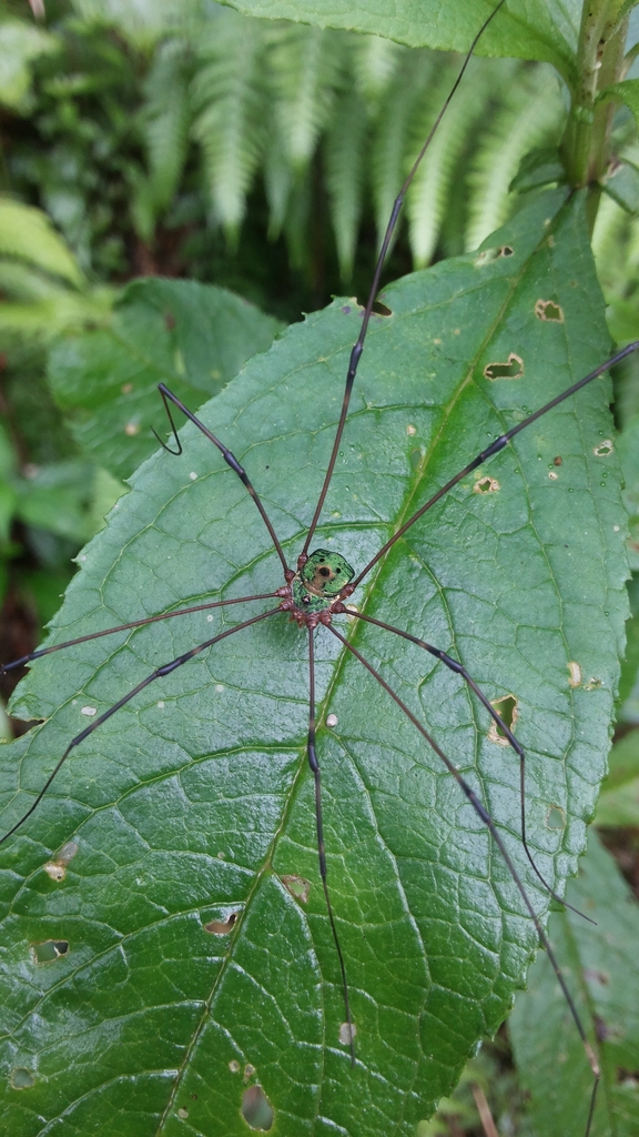 Serracutisoma from JVCQ+X69, Yingjing County, Yaan, Sichuan, China ...