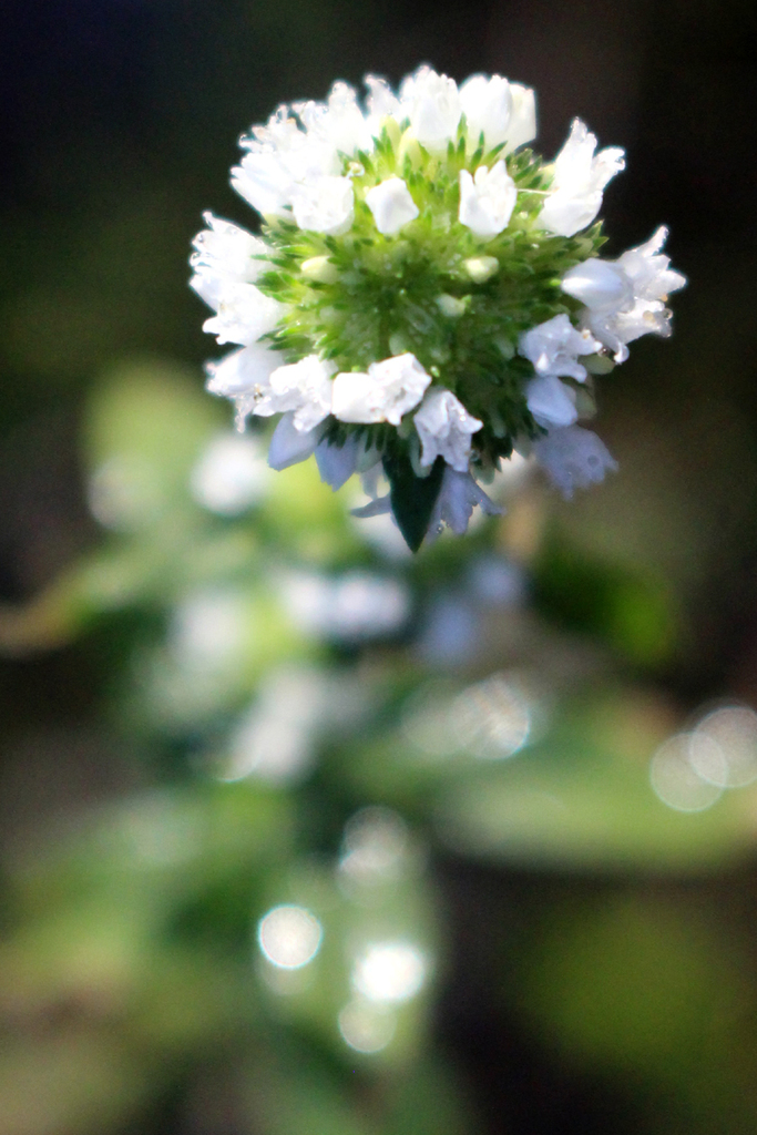 shrubby false buttonweed from Miramar, FL, USA on November 20, 2023 at ...