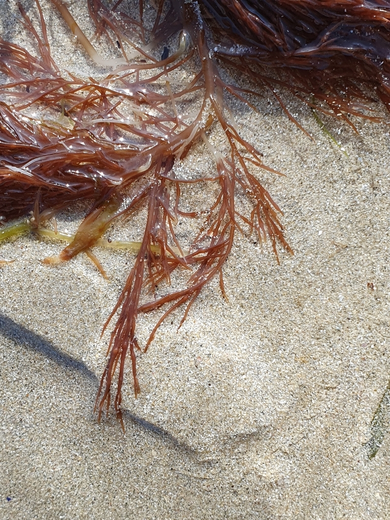 Solieria chordalis from France on May 27, 2023 at 06:32 PM by Achille ...