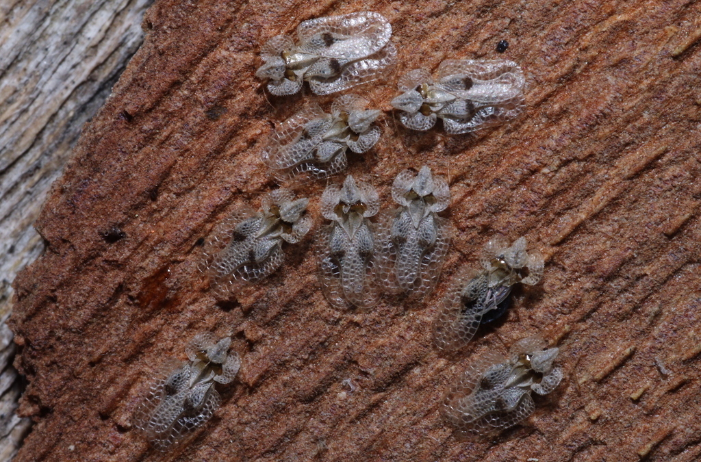 Eastern Sycamore Lace Bug from 92230 Gennevilliers, France on November ...