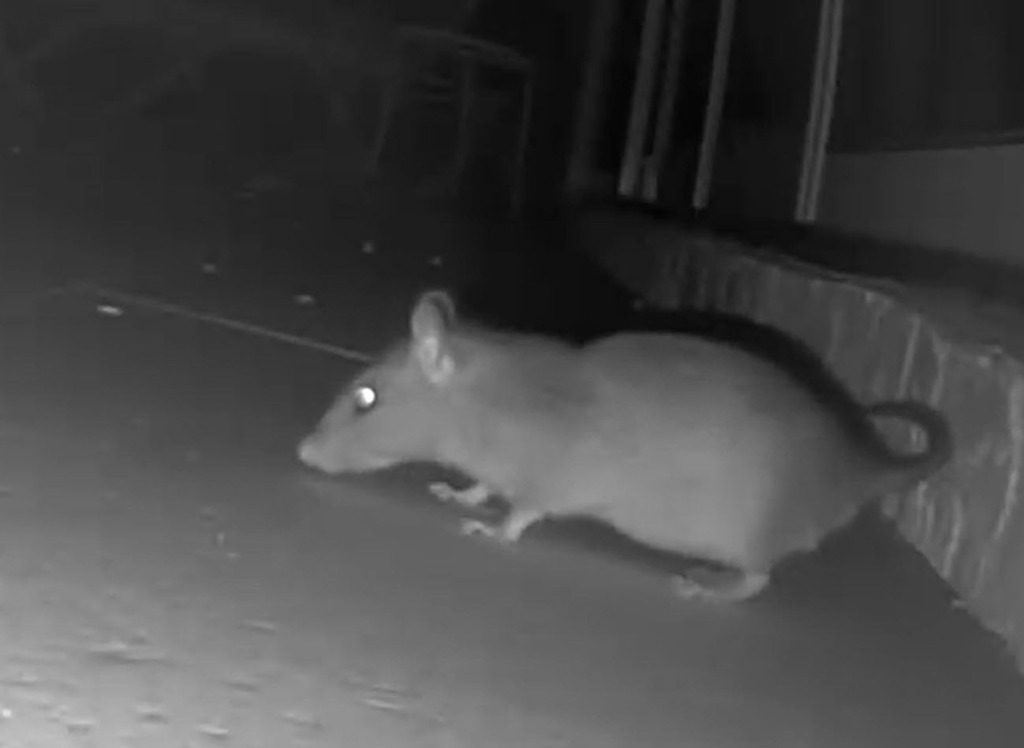 Black Rat from Hillsboro Beach, FL, USA on November 10, 2023 at 05:28 ...