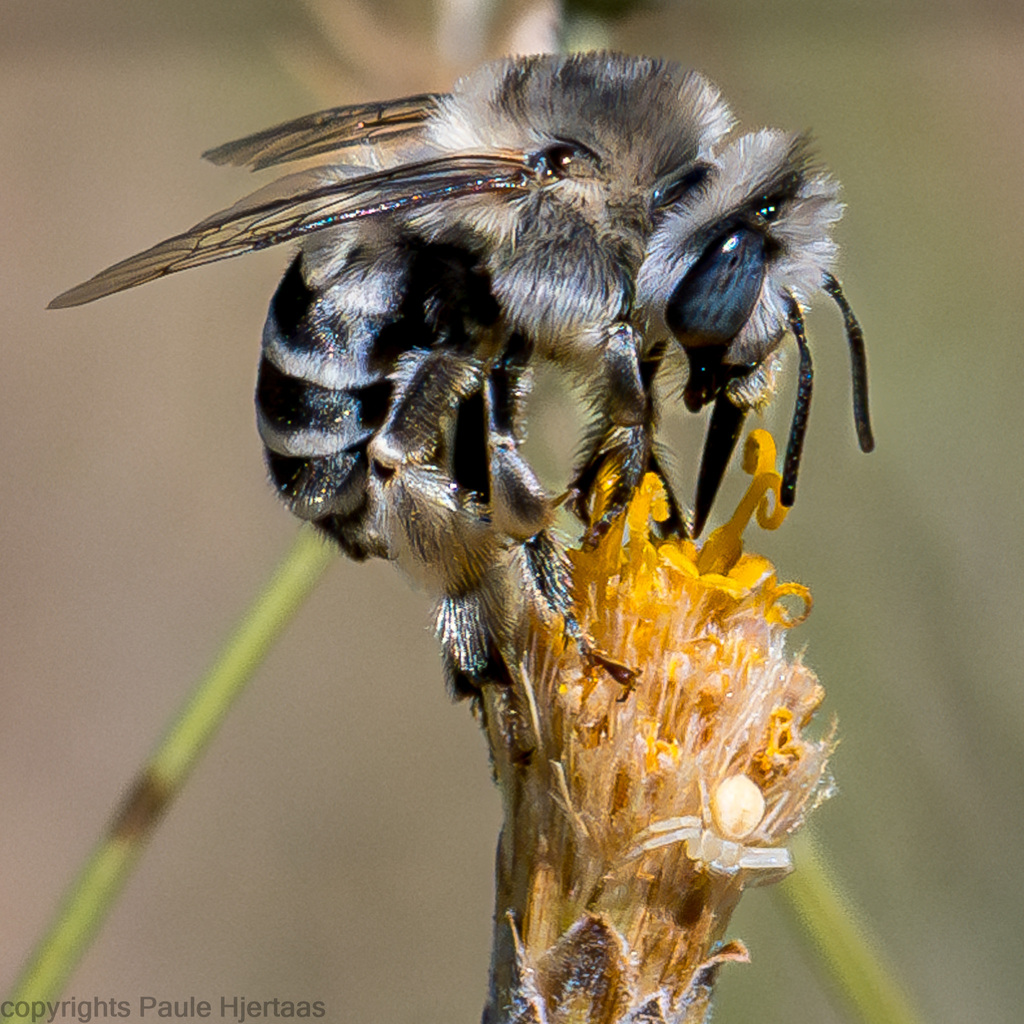 Urbane Digger Bee from Ajo, AZ 85321, USA on October 28, 2023 at 12:01 ...