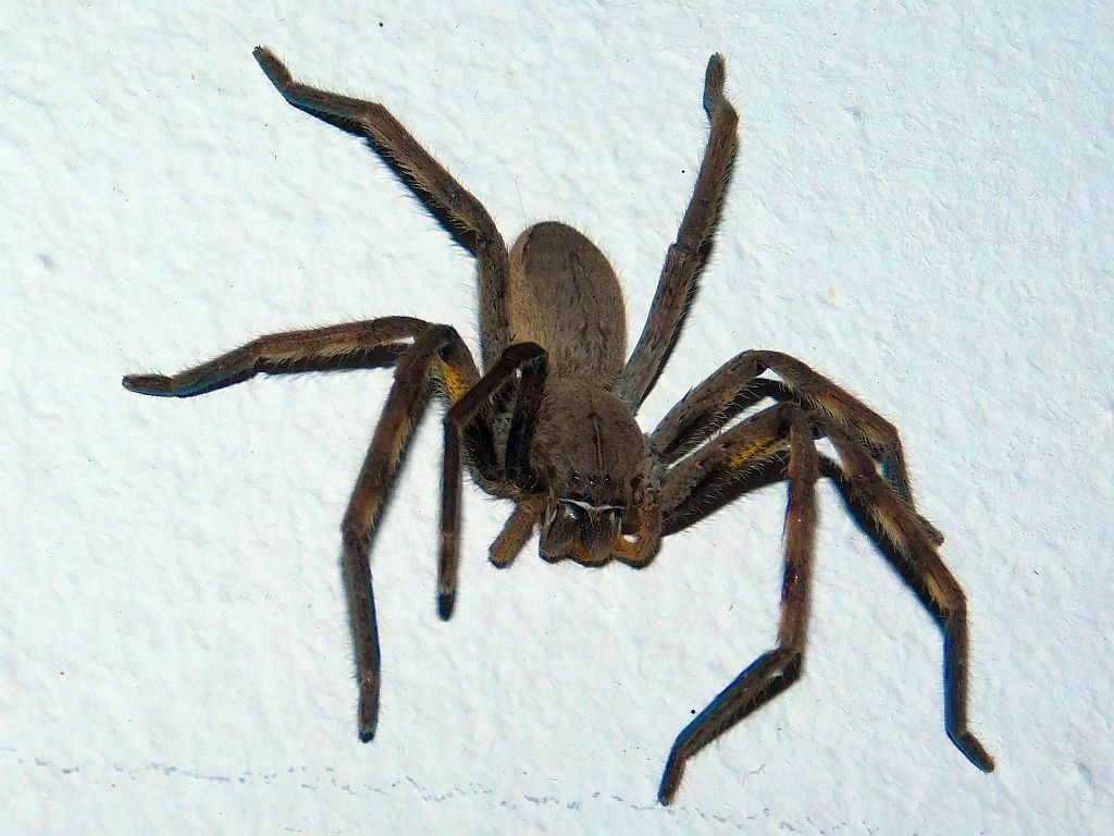 Rain Spiders in November 2023 by Klaus Wehrlin. 2023 11 20 Vigne Lane ...