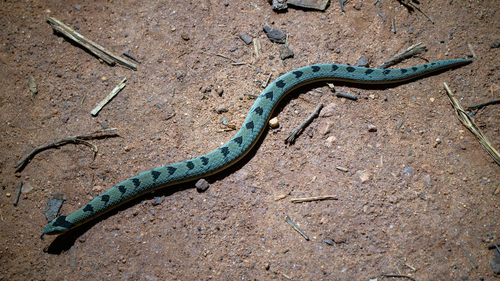 Night Adders (Causus) - Snakes and Lizards