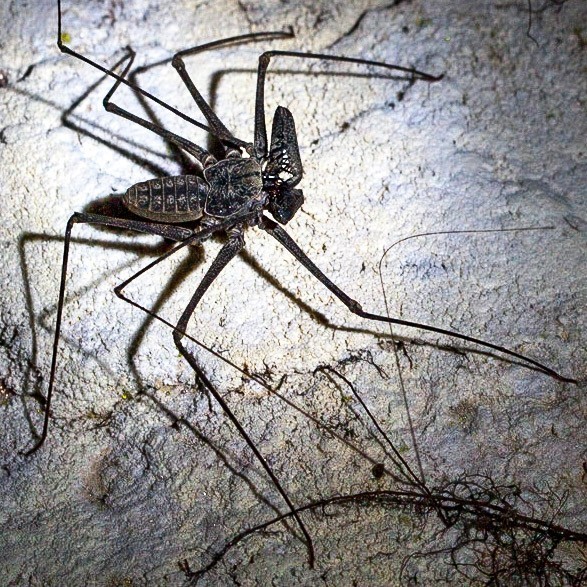 Paraphrynus azteca from Ocosingo, Chis., Mexico on July 5, 2011 at 04: ...