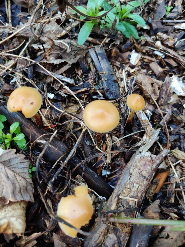 Common Gilled Mushrooms and Allies in October 2023 by Jeremy. Pellicle ...