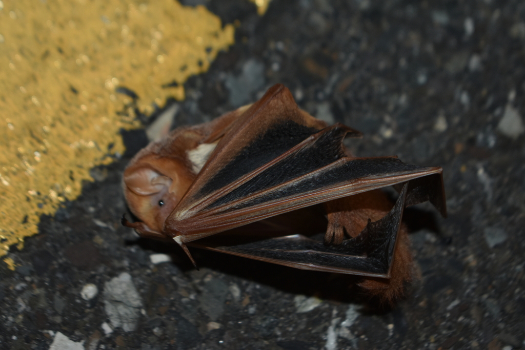Eastern Red Bat from Hammonton, NJ, USA on April 14, 2023 at 08:23 PM ...