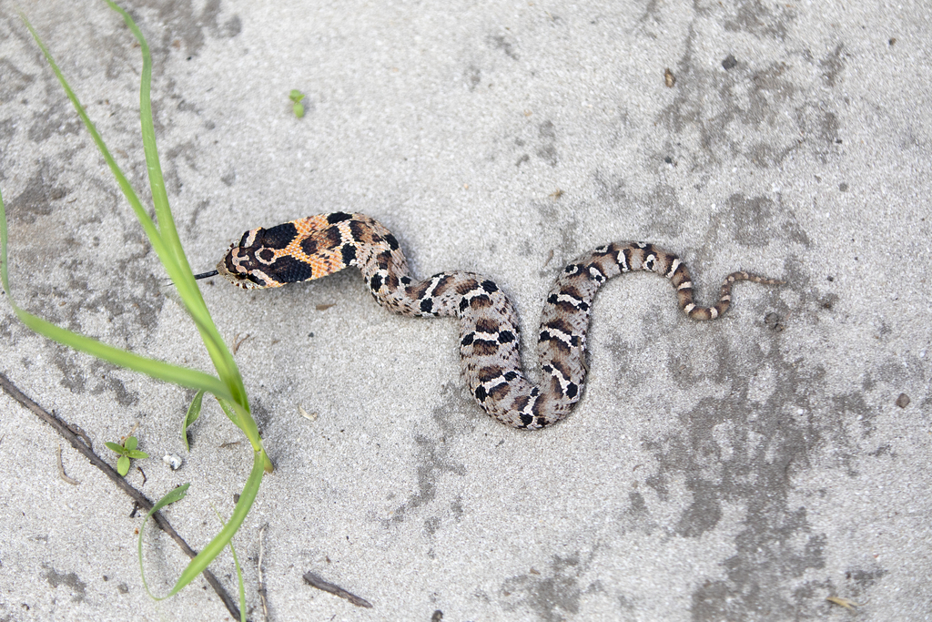Eastern Hognose Snake from Glynn County, GA, USA on March 26, 2020 at ...