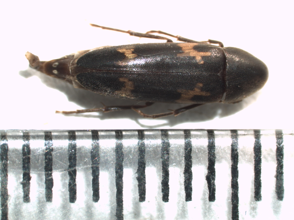 Dircaea liturata from Improvement District No. 13, AB T0B, Canada on ...