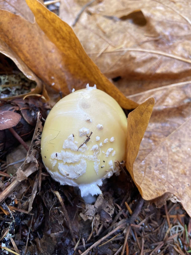 Amanita subsect. Gemmatae in November 2023 by Andrea Wuenschel ...