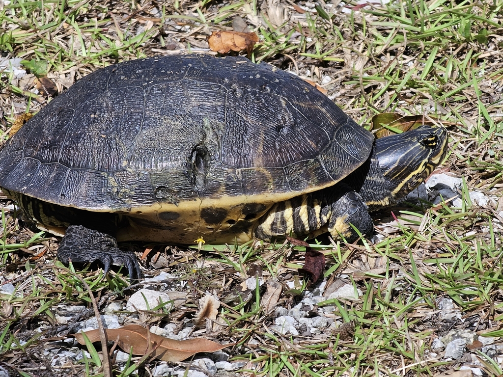 Chicken Turtle in November 2023 by jtorres250 · iNaturalist