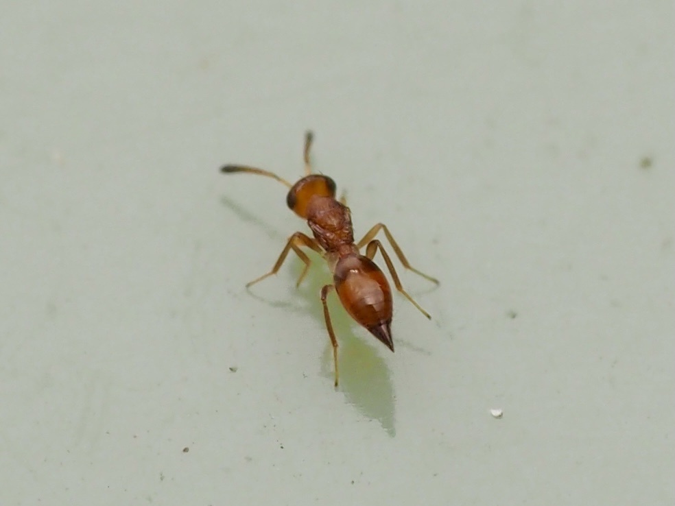 Dipara from North Island, Kaeo, Northland, NZ on November 20, 2023 at ...