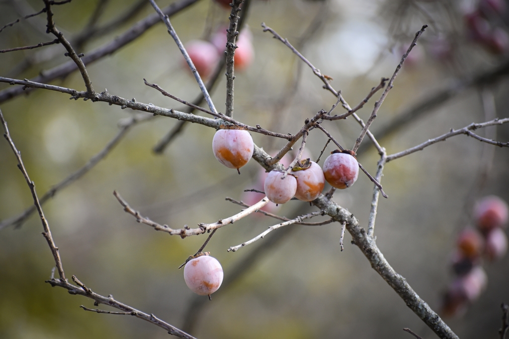 American persimmon from Welch, OK 74369, USA on November 5, 2023 at 12: ...