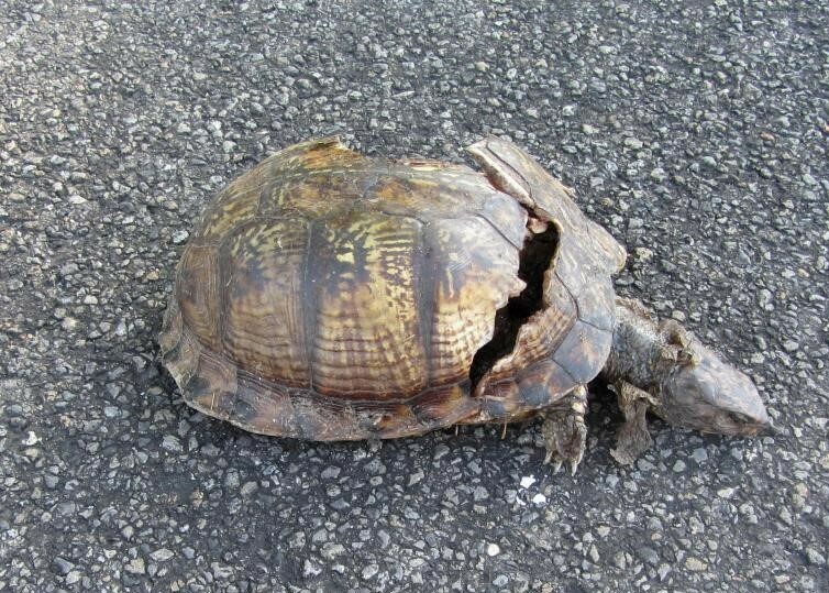 Gulf Coast Box Turtle in May 2014 by David Heckard · iNaturalist