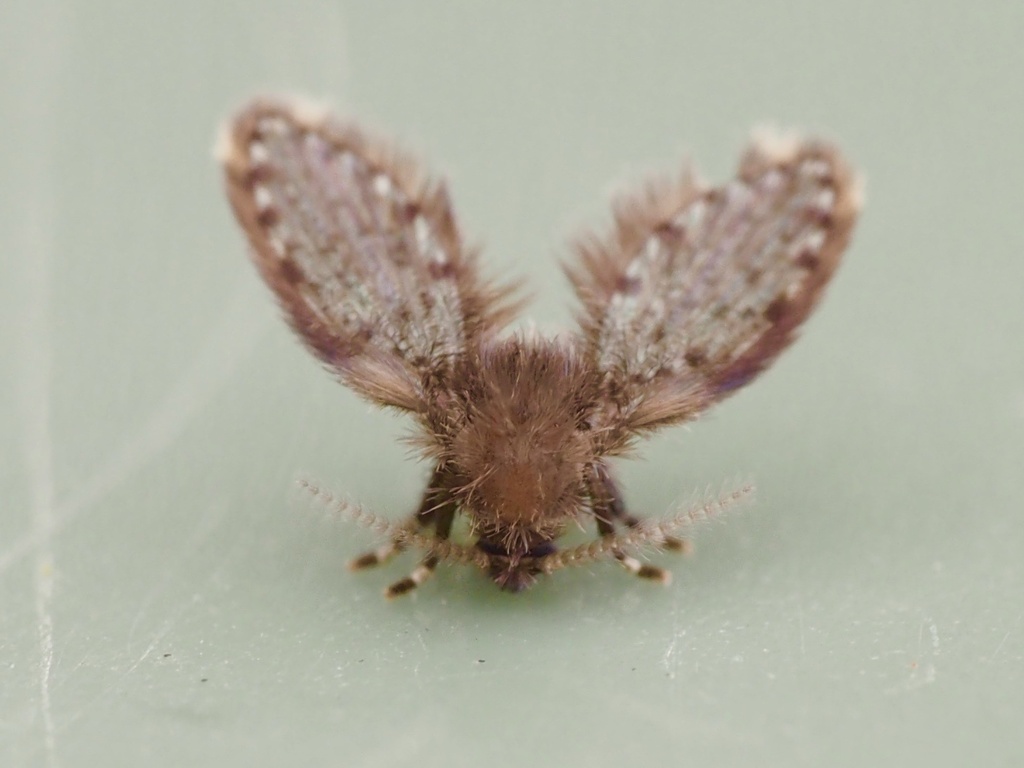 Bathroom Moth Fly from North Island, Kaeo, Northland, NZ on November 20 ...