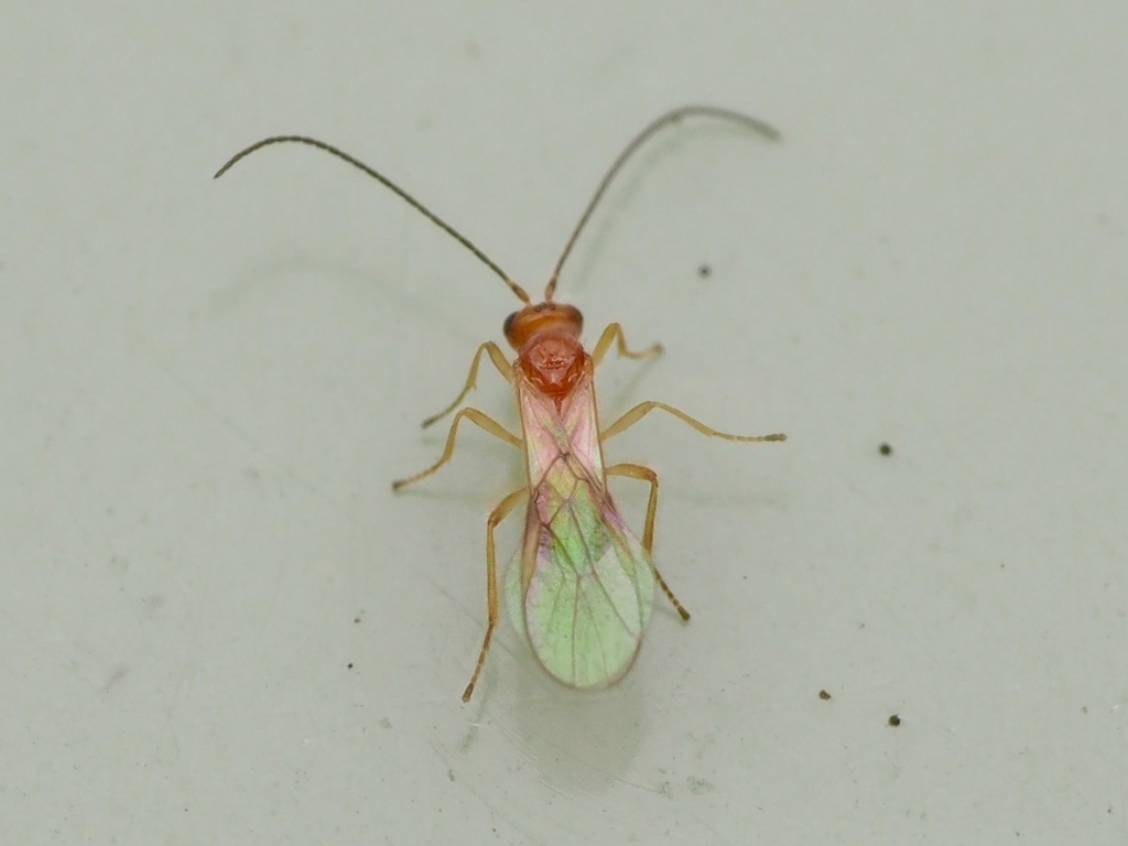 Braconid Wasps from North Island, Kaeo, Northland, NZ on November 20 ...