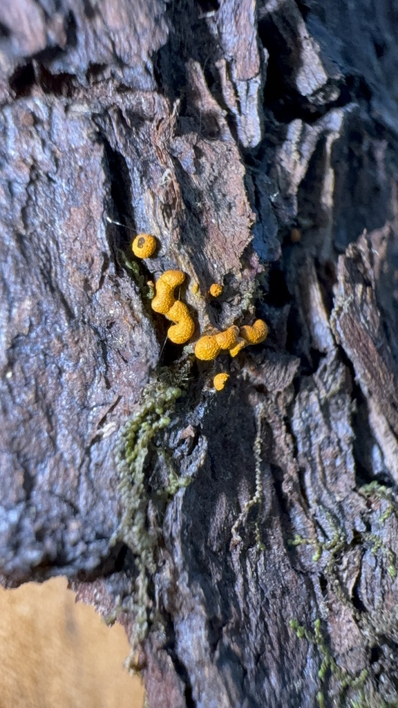 Physaraceae from Branscomb, CA, US on November 12, 2023 at 02:07 PM by ...