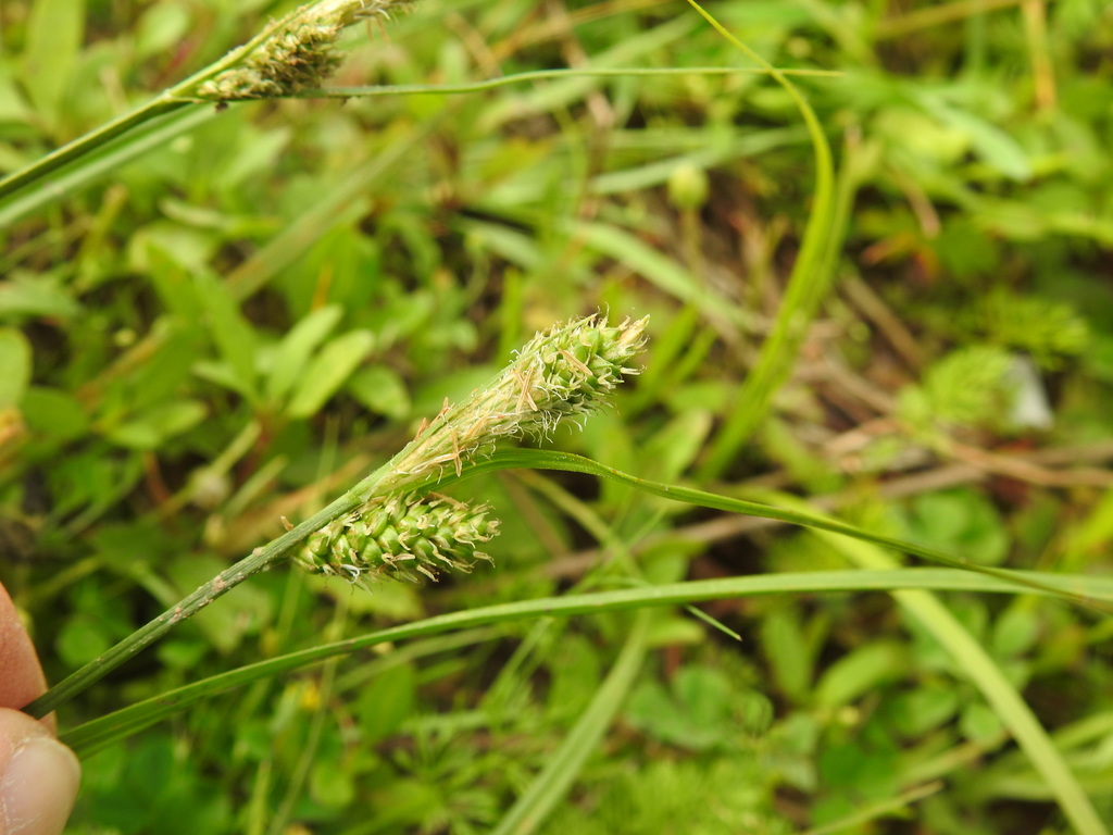Bush's Sedge from Bastrop County, TX, USA on March 28, 2019 at 08:37 AM ...